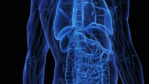 3d medical animation of the anatomical s... | Stock Video | Pond5