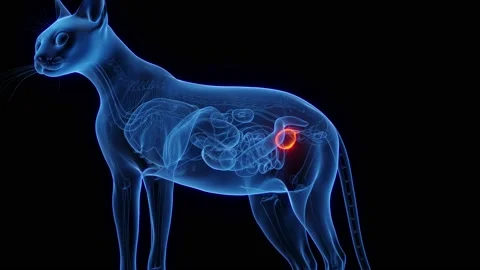 3D medical animation of the bladder of a... | Stock Video | Pond5