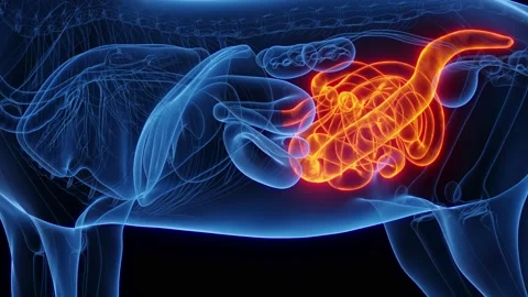 3D medical animation of a cat's intestin... | Stock Video | Pond5