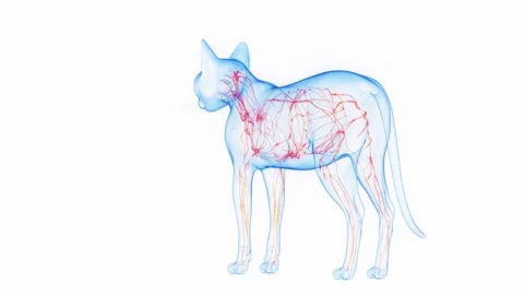 3D medical animation of a cat's lymphati... | Stock Video | Pond5