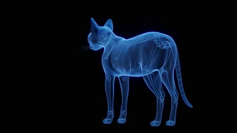 3D medical animation of a cat's skeleton | Stock Video | Pond5