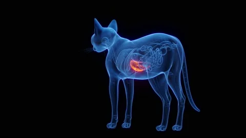 3D medical animation of a cat's spleen | Stock Video | Pond5