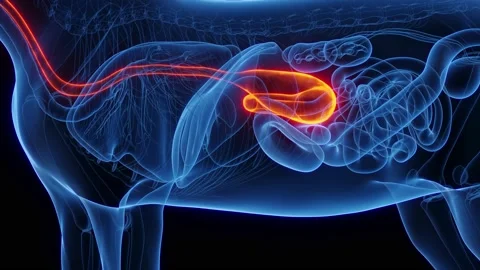 3D medical animation of a cat's stomach ... | Stock Video | Pond5