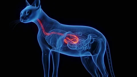 3D medical animation of a cat's stomach | Stock Video | Pond5