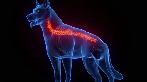 Spine Animation Stock Video Footage | Royalty Free Spine Animation ...