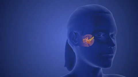 3D Medical animation of the ear anatomy | Stock Video | Pond5