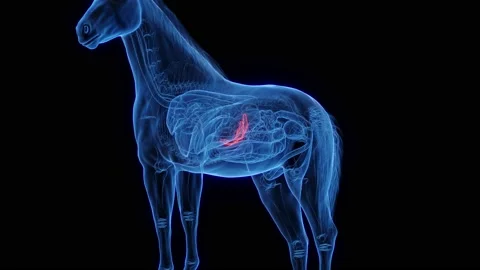 3D Animation Of Pancreas Stock Footage ~ Royalty Free Stock Videos | Pond5