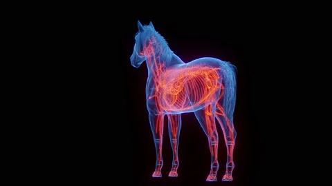 3D medical animation of a horse's vascul... | Stock Video | Pond5