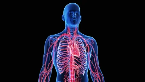 3d medical animation of the human skelet... | Stock Video | Pond5