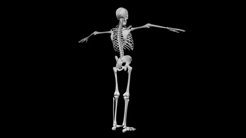 3d medical animation of a human skeleton... | Stock Video | Pond5