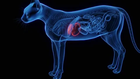 3D medical animation of the liver of a c... | Stock Video | Pond5