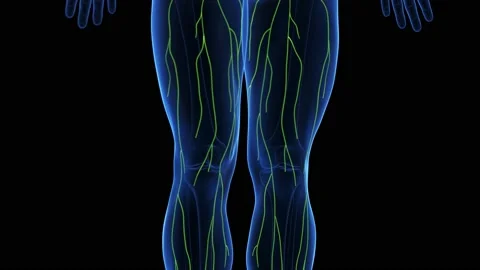 3d medical animation of the lymphatic sy... | Stock Video | Pond5
