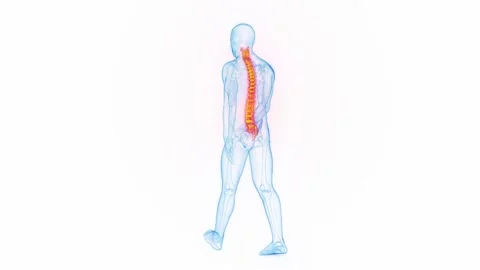 3D medical animation of a man's spine wh... | Stock Video | Pond5