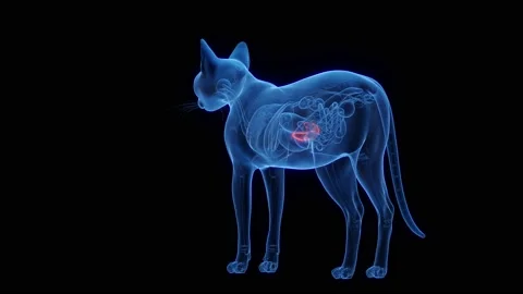 3D medical animation of the pancreas of ... | Stock Video | Pond5