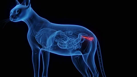 3D medical animation of the reproductive... | Stock Video | Pond5