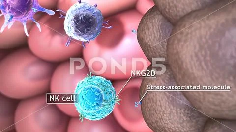 3D medical illustration of T cells: helper T cell and cytotoxic T cell ...