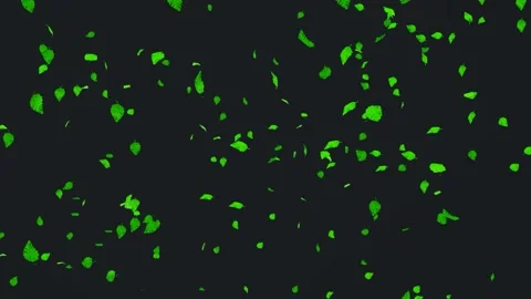 3d mexican people on green screen walkin... | Stock Video | Pond5