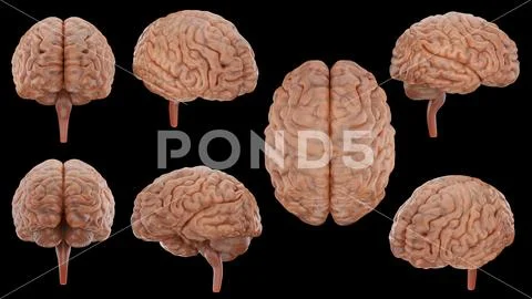 3D model and rendering realistic brain set all view. Illustration ...