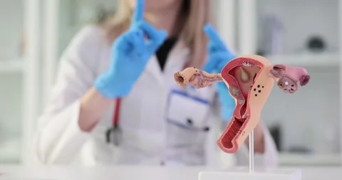 3D model of the female reproductive syst... | Stock Video | Pond5