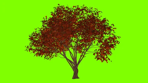 3d object tree sways in the wind, green ... | Stock Video | Pond5