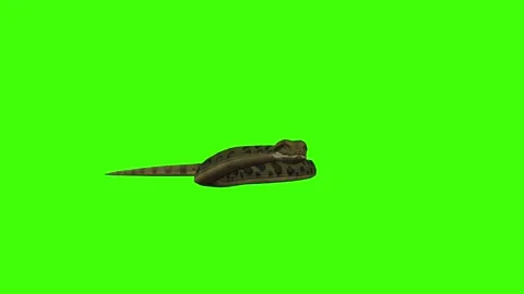 Snake Greenscreen Stock Footage ~ Royalty Free Stock Videos | Pond5
