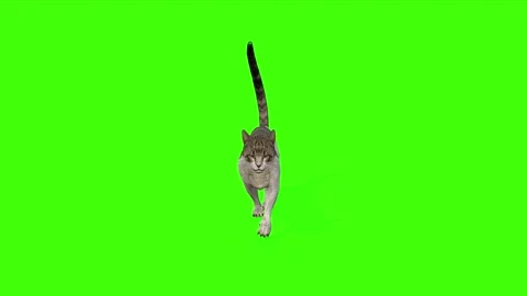 3D realistic cat on green screen render | Stock Video | Pond5