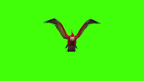 Macaw Flying Stock Video Footage | Royalty Free Macaw Flying Videos | Pond5