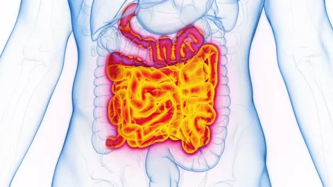 3D rendered medical animation of a human... | Stock Video | Pond5