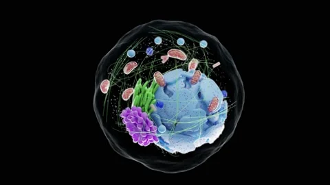 3d rendered medical animation of the hum... | Stock Video | Pond5