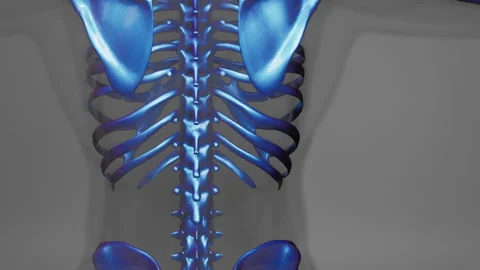 3d rendered medical animation of a human... | Stock Video | Pond5