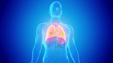 Respiration Lungs Stock Video Footage | Royalty Free Respiration Lungs ...