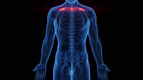 3D rendered medical animation of a nerve... | Stock Video | Pond5
