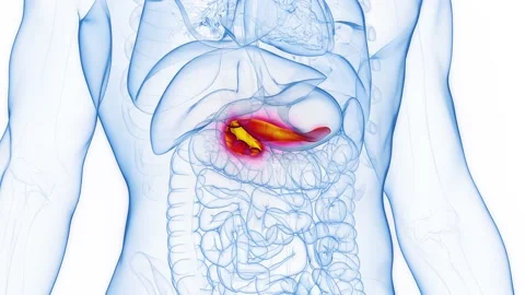 3D rendered Medical Animation of the pan... | Stock Video | Pond5