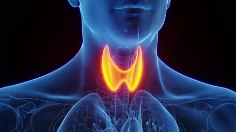 3d rendered medical animation of the thy... | Stock Video | Pond5