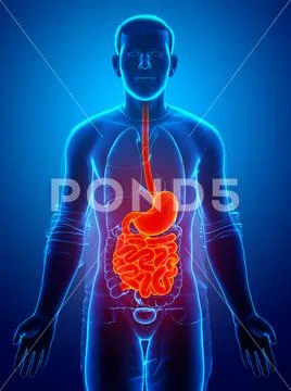 3d rendered, medically accurate illustration of a male stomach and ...