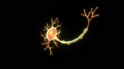 Structure Of Neuron 3d Animation