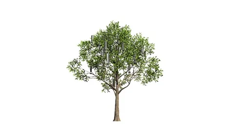 3d rendering of a growing tree with excl... | Stock Video | Pond5