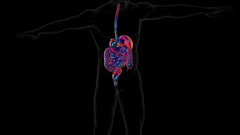 3D Rendering Human Digestive System Anat... | Stock Video | Pond5