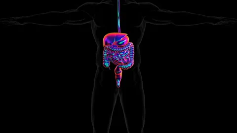 3D Rendering Human Digestive System Anat... | Stock Video | Pond5