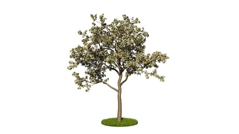 3d rendering of a loop realistic green t... | Stock Video | Pond5