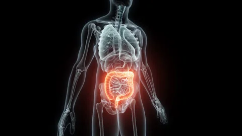 3D rendering Medical Animation of a Huma... | Stock Video | Pond5