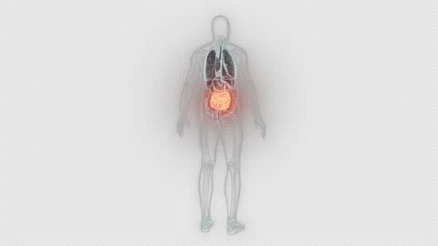 3D rendering Medical Animation of a Huma... | Stock Video | Pond5