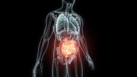 3D rendering Medical Animation of a Huma... | Stock Video | Pond5