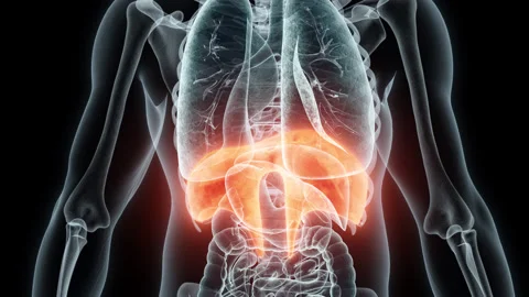 3D rendering Medical Animation of a Huma... | Stock Video | Pond5