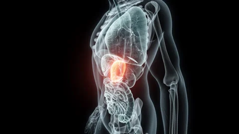 3D rendering Medical Animation of a Huma... | Stock Video | Pond5