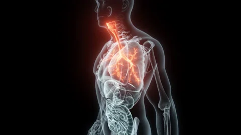 3D rendering Medical Animation of a Huma... | Stock Video | Pond5