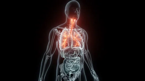 3D rendering Medical Animation of a Huma... | Stock Video | Pond5