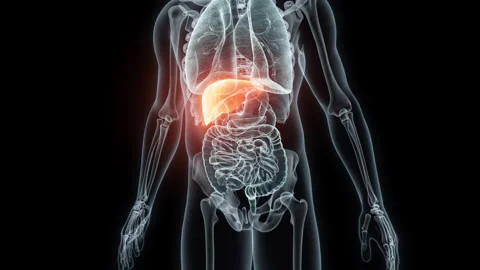 3D rendering Medical Animation of a Huma... | Stock Video | Pond5