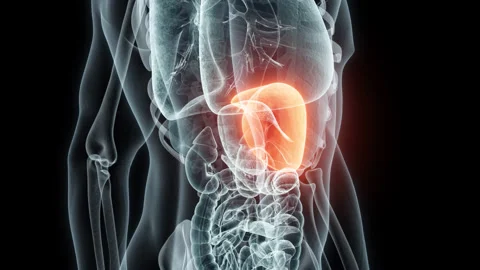 3D rendering Medical Animation of a Huma... | Stock Video | Pond5