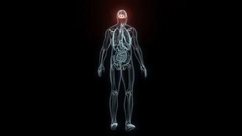 3D rendering Medical Animation of a Huma... | Stock Video | Pond5
